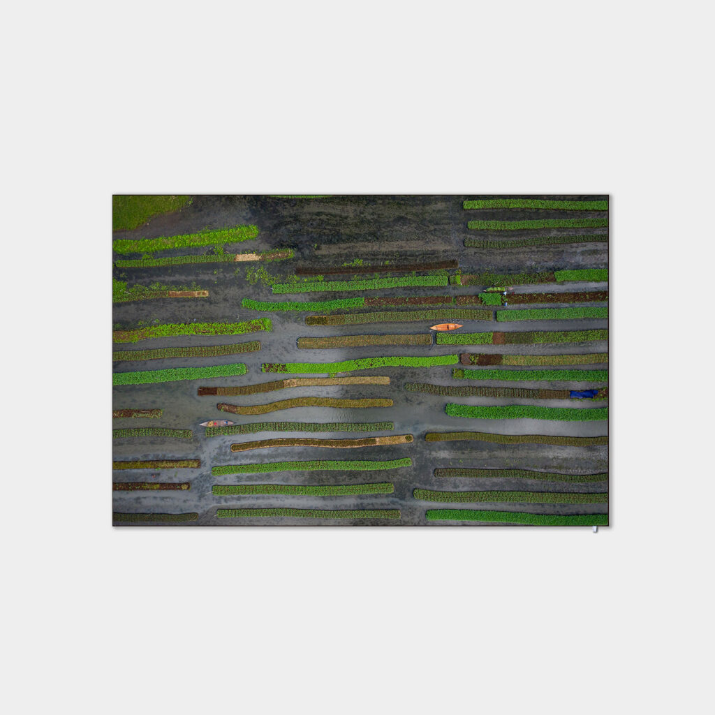 Traditional floating vegetable garden - Gleam Gallery